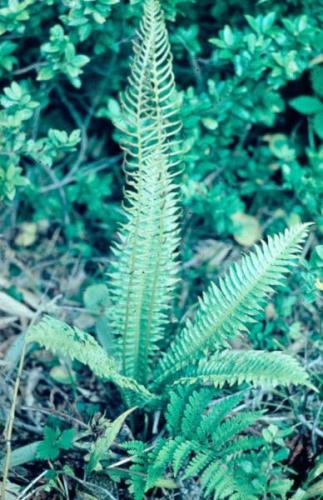 Salvia selvatica giapponese, Makino - Il Giardino Commestible