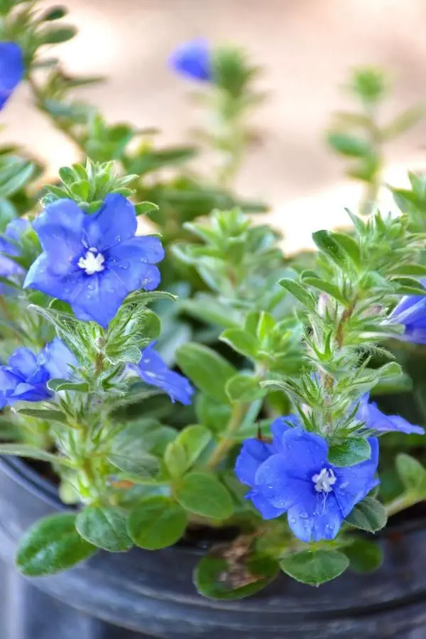 Soins de la plante Evolvulus glomeratus, Daze azul o Evolvulus - Il ...