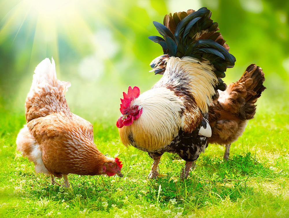 Tutto sui polli in giardino - Il Giardino Commestible