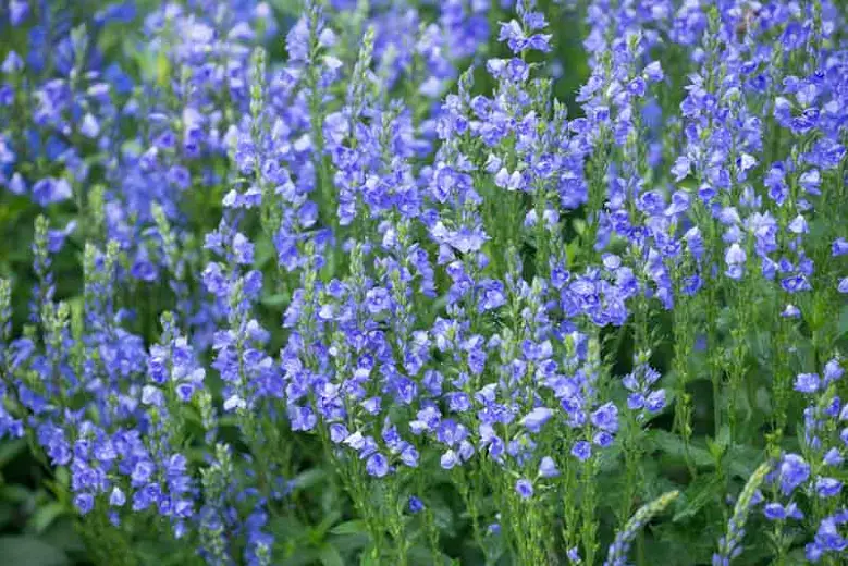 Veronica Prostrate Speedwell - Il Giardino Commestible