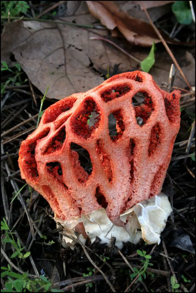 Clathrus ruber - Il Giardino Commestible