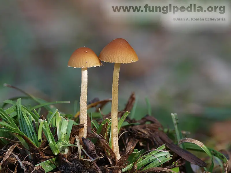 Conocybe brunnea - Il Giardino Commestible