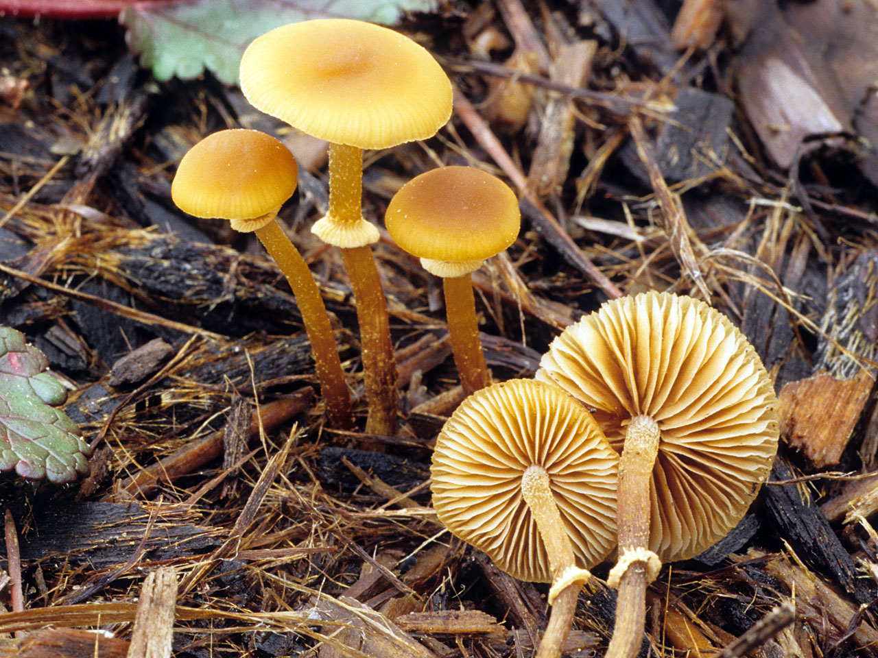 Conocybe filaris - Il Giardino Commestible