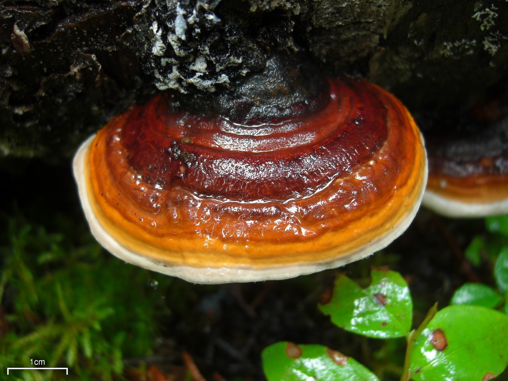 Fomitopsis pinicola - Il Giardino Commestible