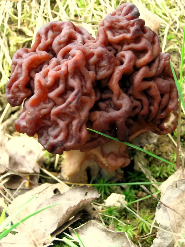 Gyromitra esculenta - Il Giardino Commestible