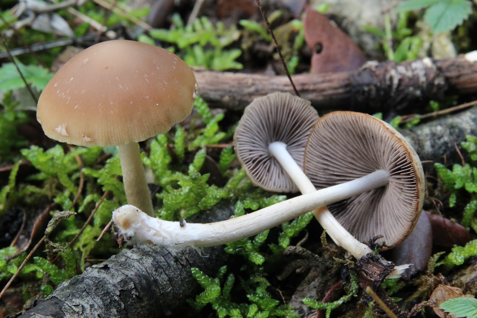 Psathyrella spadixogrisea - Il Giardino Commestible