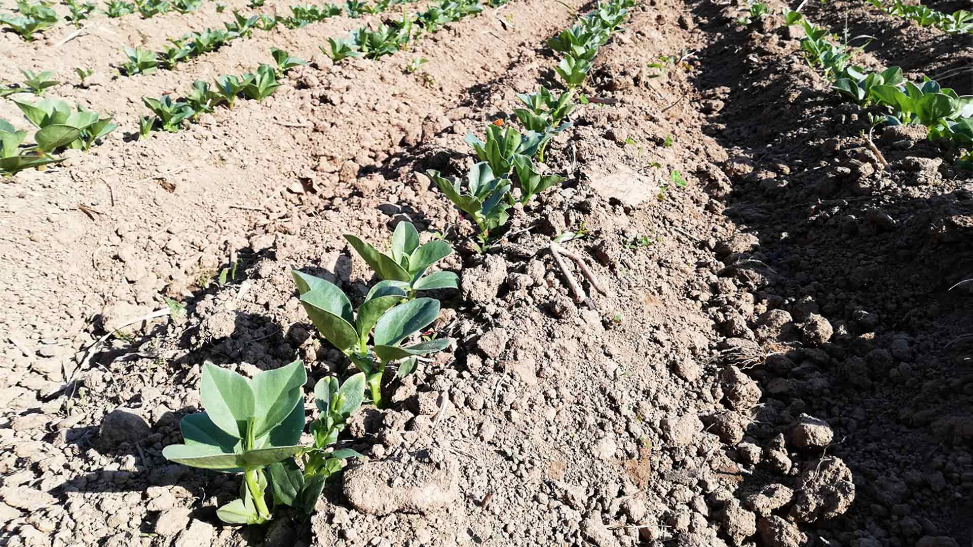 Consigli per la coltivazione biologica delle fave - Il Giardino Commestible