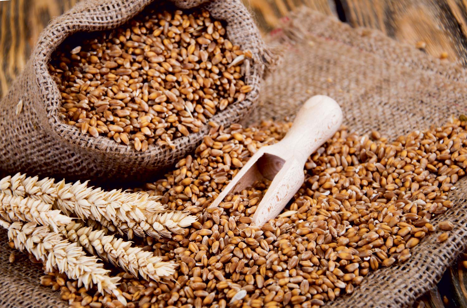 Proprietà dei cereali: dal frumento all'avena passando per la segale e ...