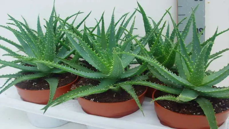 Coltivazione dell'aloe di polpo (Aloe arborescens) - Il Giardino Commestible